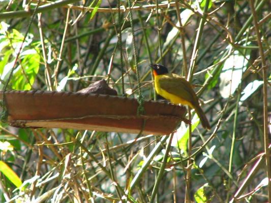 रंगपंचमी अशीही | Maayboli